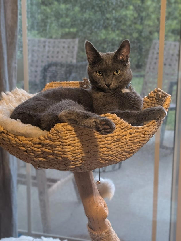 I Splurged On A Viral Cat Tree, And I Love It As Much As My Cat