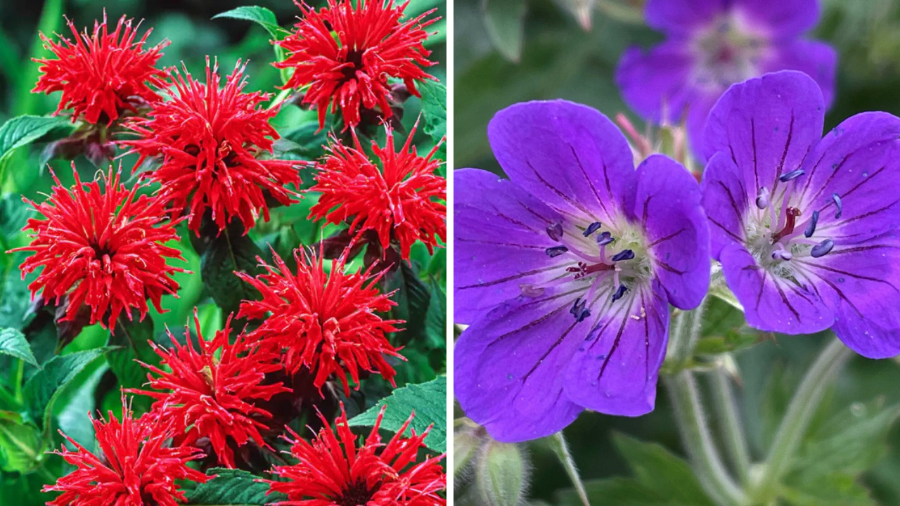 Gorgeous perennial flowers perfect for any garden