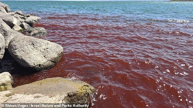 Biblical sea turns blood red sparking apocalyptic fears God's plagues ...