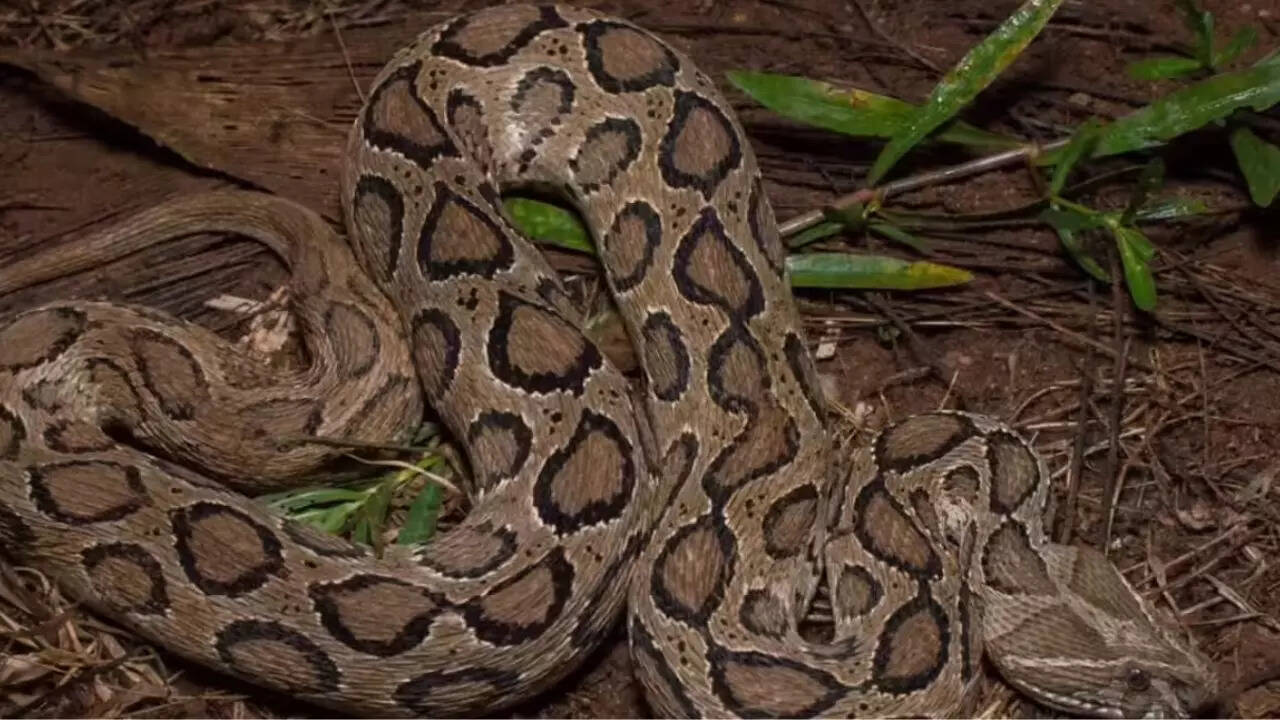 NEVER ignore this sound! Russell’s Viper’s ‘Whistle of Death’ is India ...
