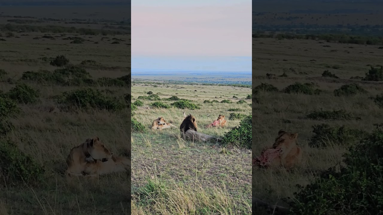 Final Moments of a Lion Feast Caught on Camera