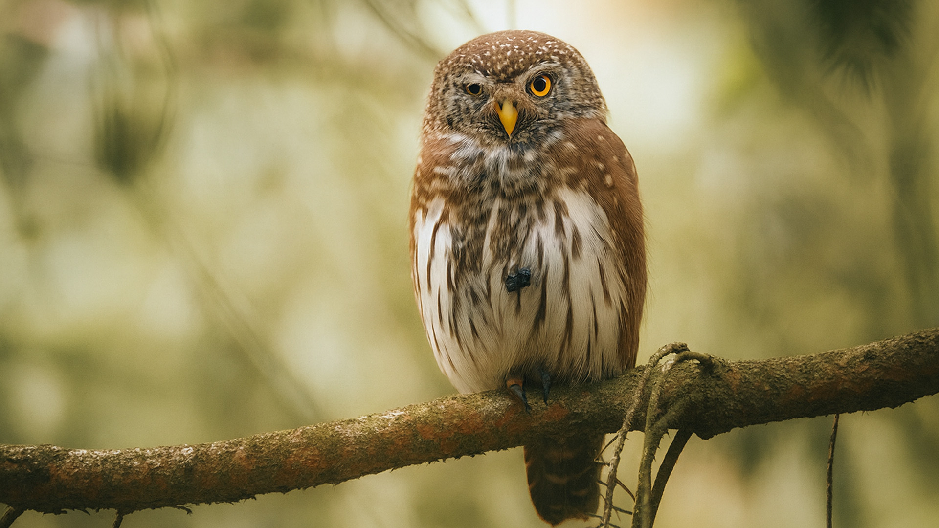 Flies love the scent of pygmy owls! Eurasian pygmy owl (Glaucidium ...
