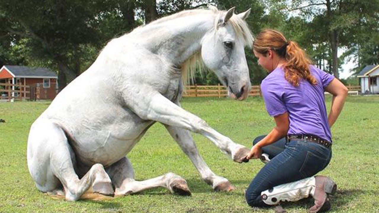 Most trending funny dog, cat, and animal videos of the year