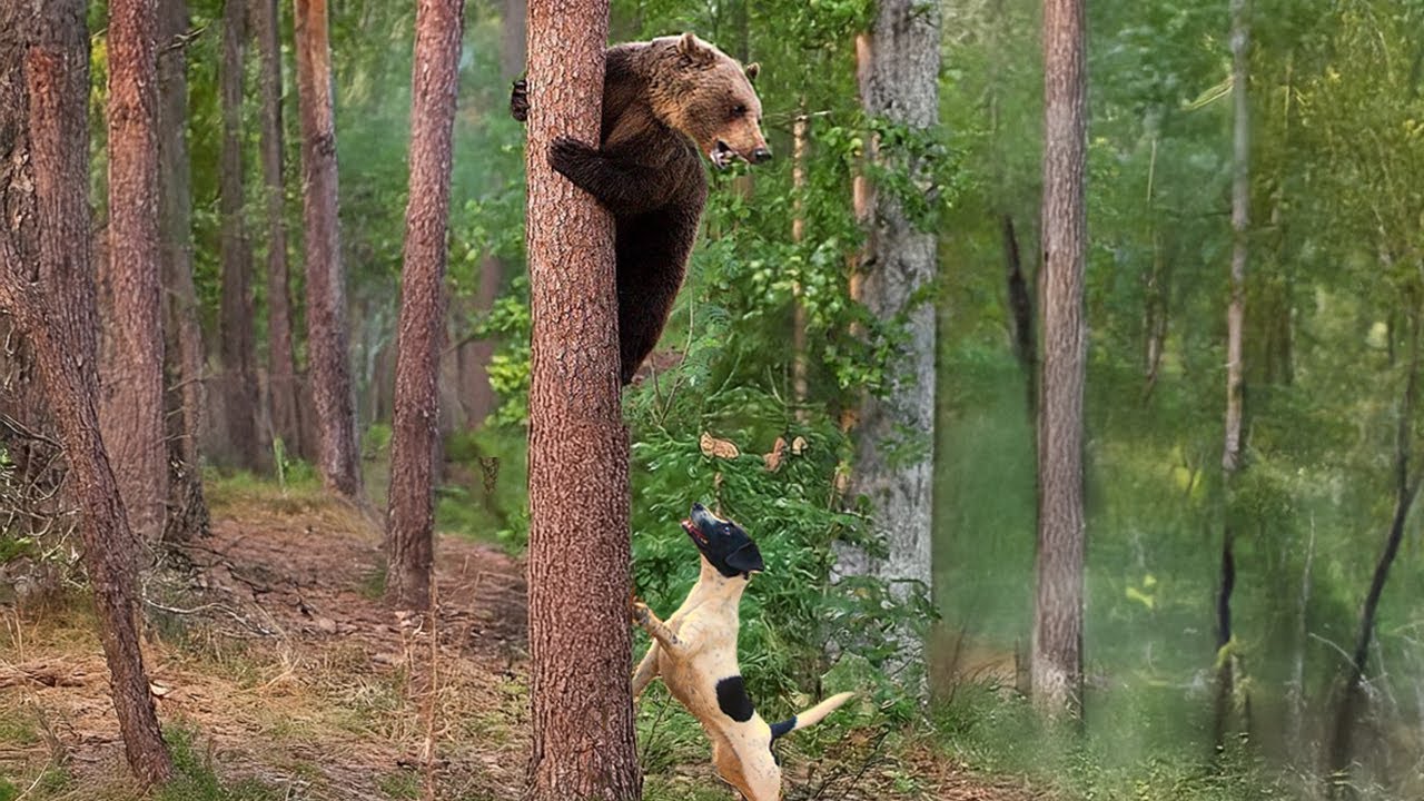 Fearless dog faces down a bear with zero hesitation