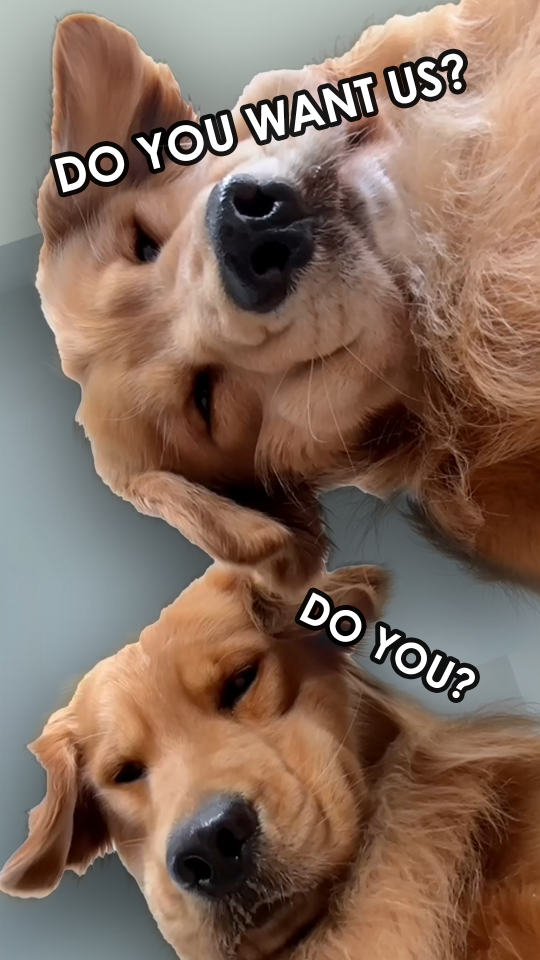 Funny Golden Retriever Videos Showing Real Pet Life