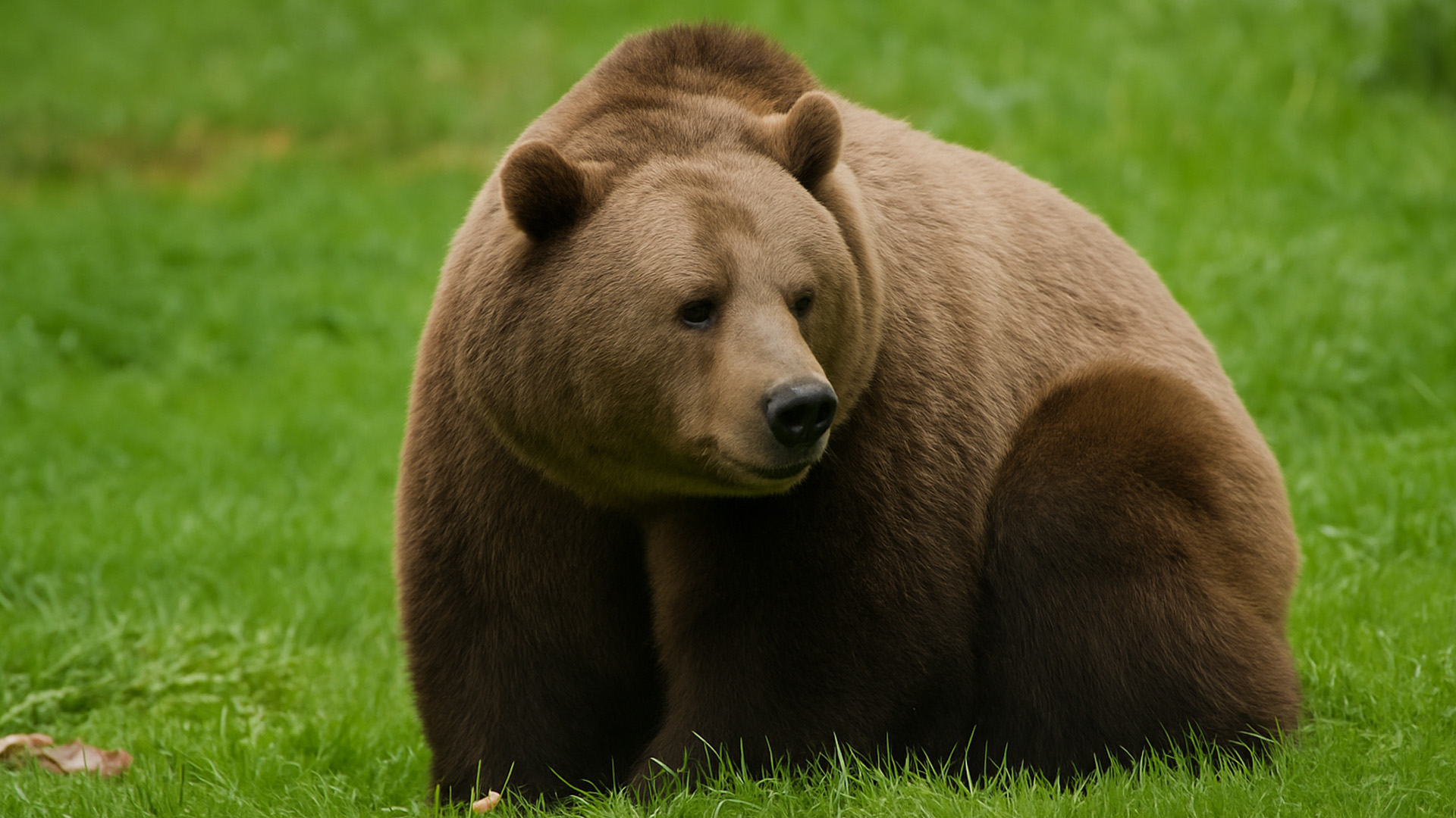 Brown bears tear apart a dead doe