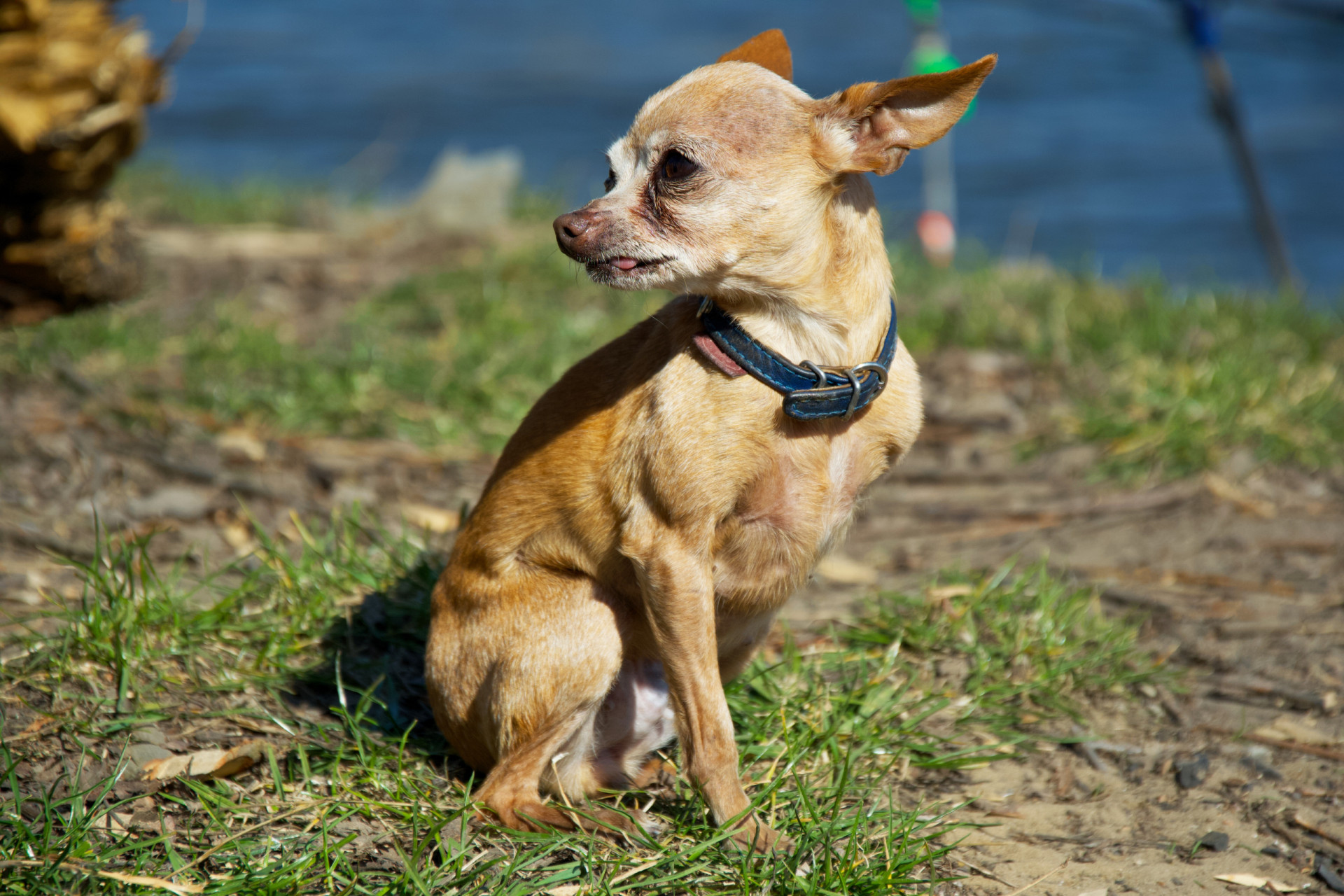 How do animals regrow their limbs?