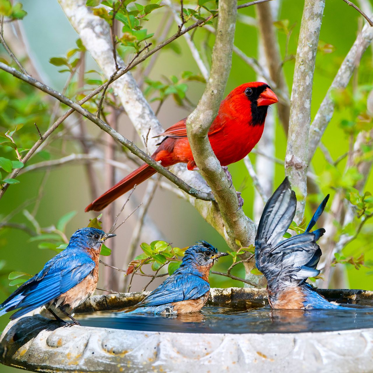 Bird Bath Placement Matters More Than You Think – Avoid These 3 Common ...