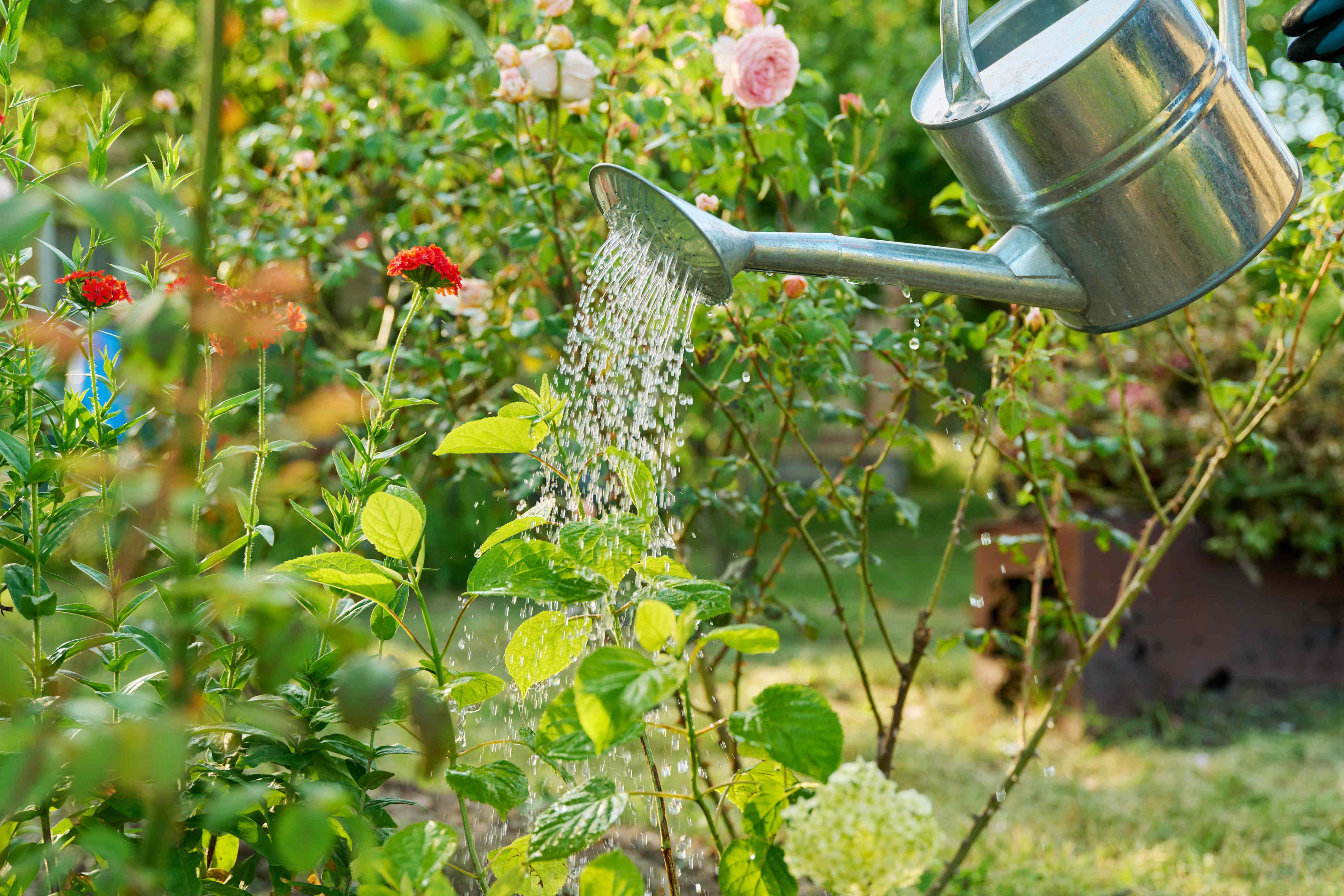 Should you water your garden in the middle of the day? Gardening pros ...