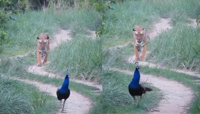 Rare Treat On Independence Day: Tiger And Peacock Caught On Camera ...