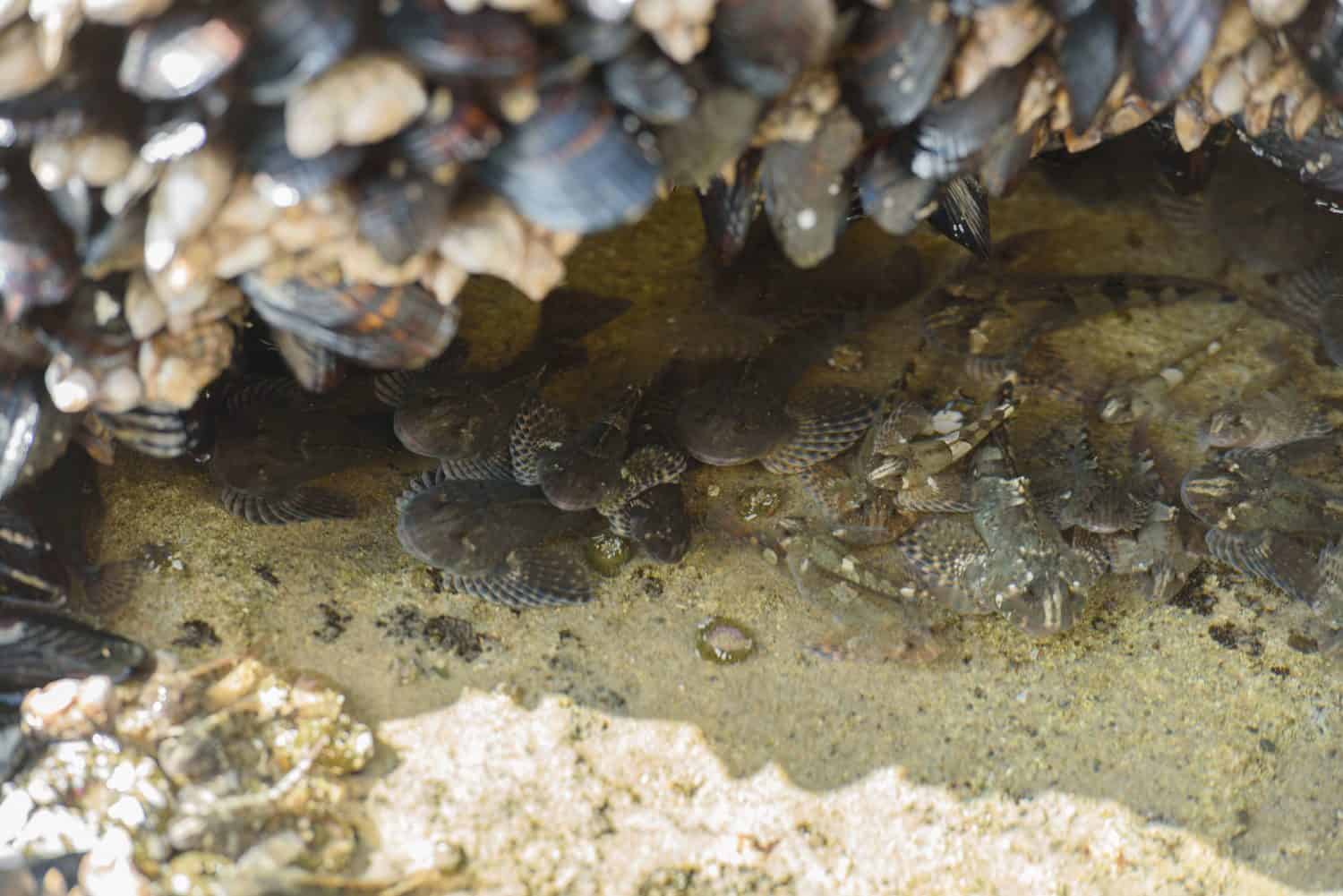 9 Common Creatures Found in Tide Pools