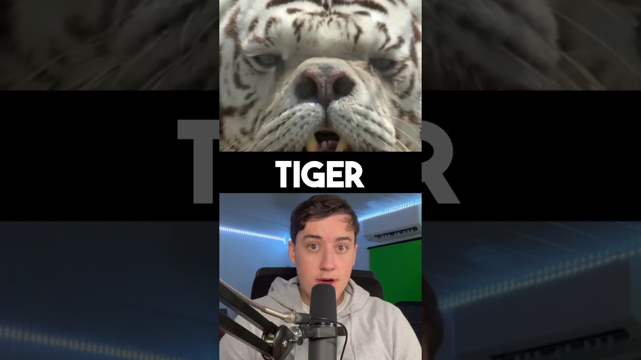 How a tiger went viral due to a widely misunderstood claim