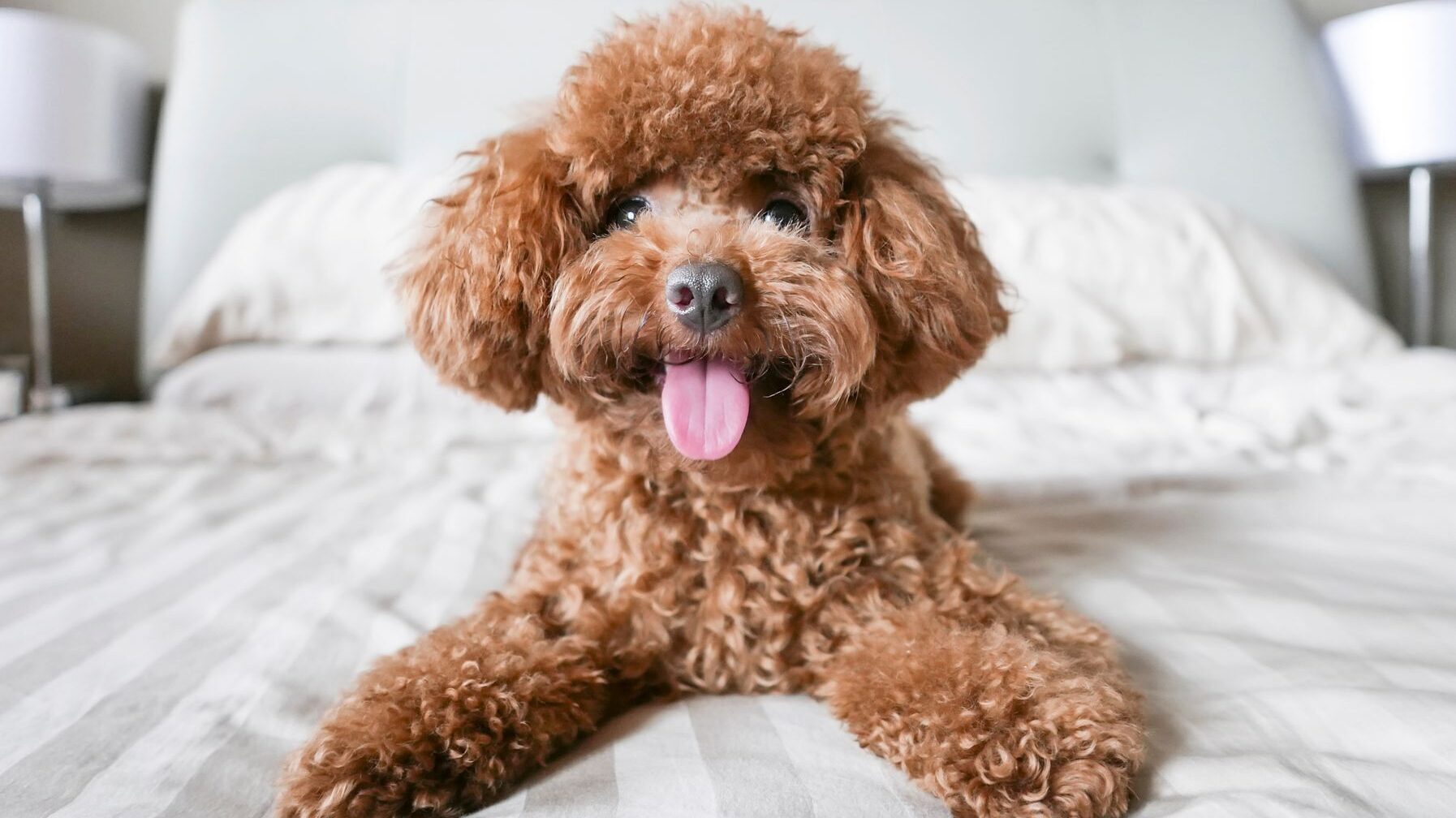 5 races de chiens très dociles