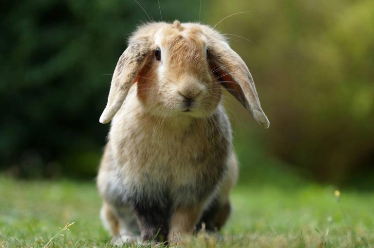 'Protect your pets' warning issued over RVHD2 virus outbreak that can kill