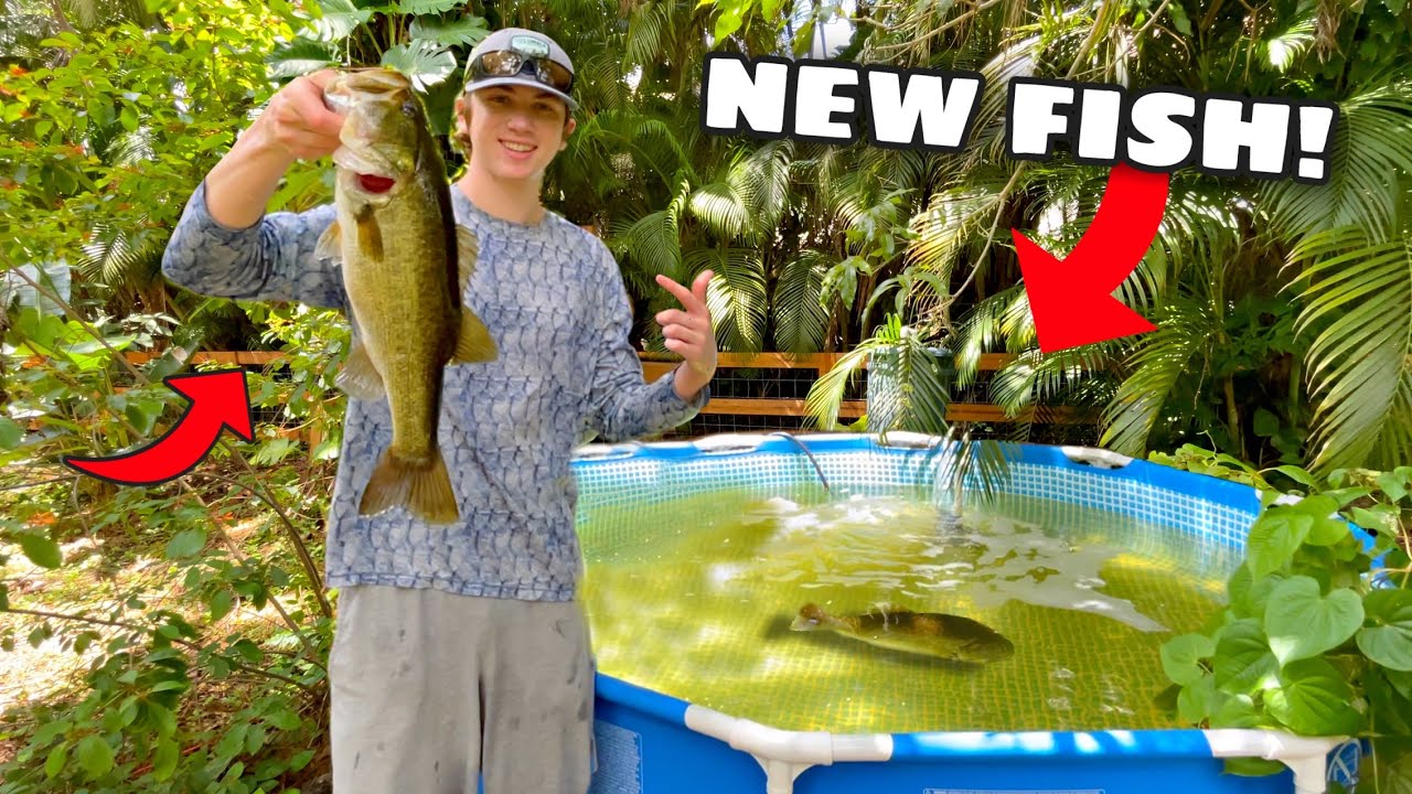Stocking My Pool Pond with Massive Predatory Fish