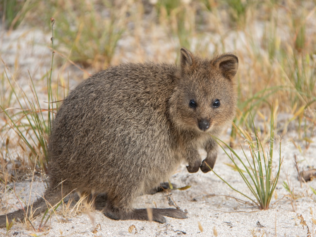 Which Animals See Humans as Predators?