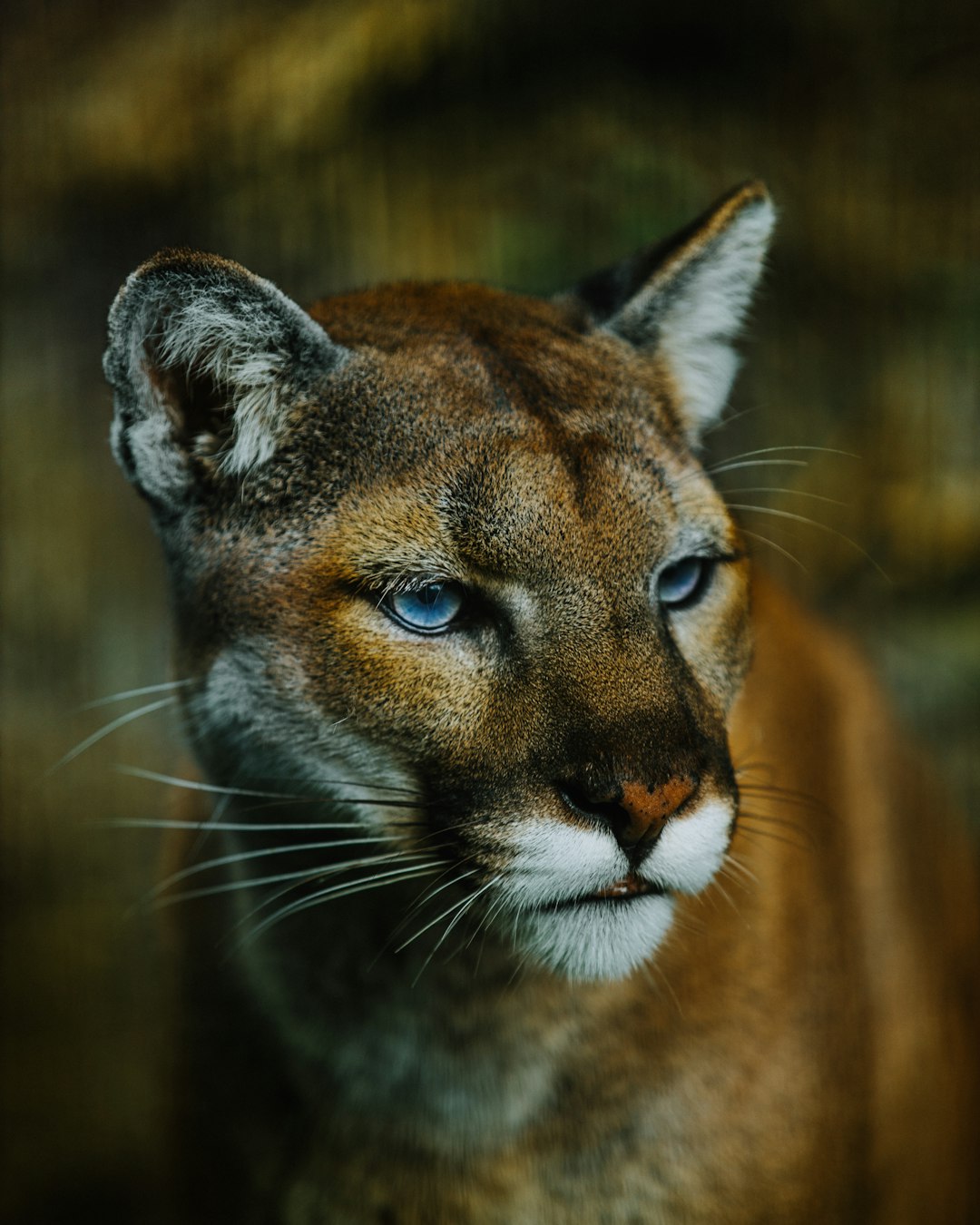 Which Animals See Humans as Predators?