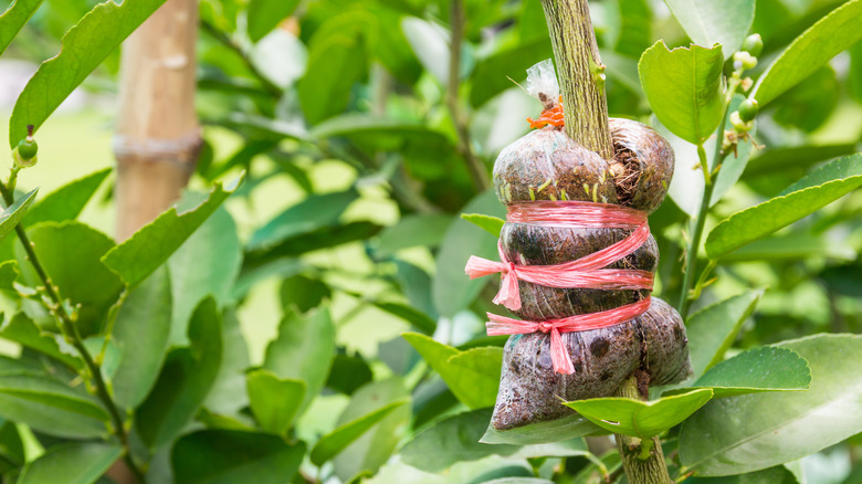 What To Know About Air Layering Your Indoor Plants