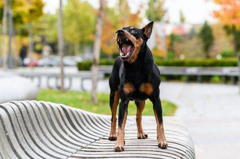 Dog trainer says your pet will stop barking at other dogs if you do 1 ...