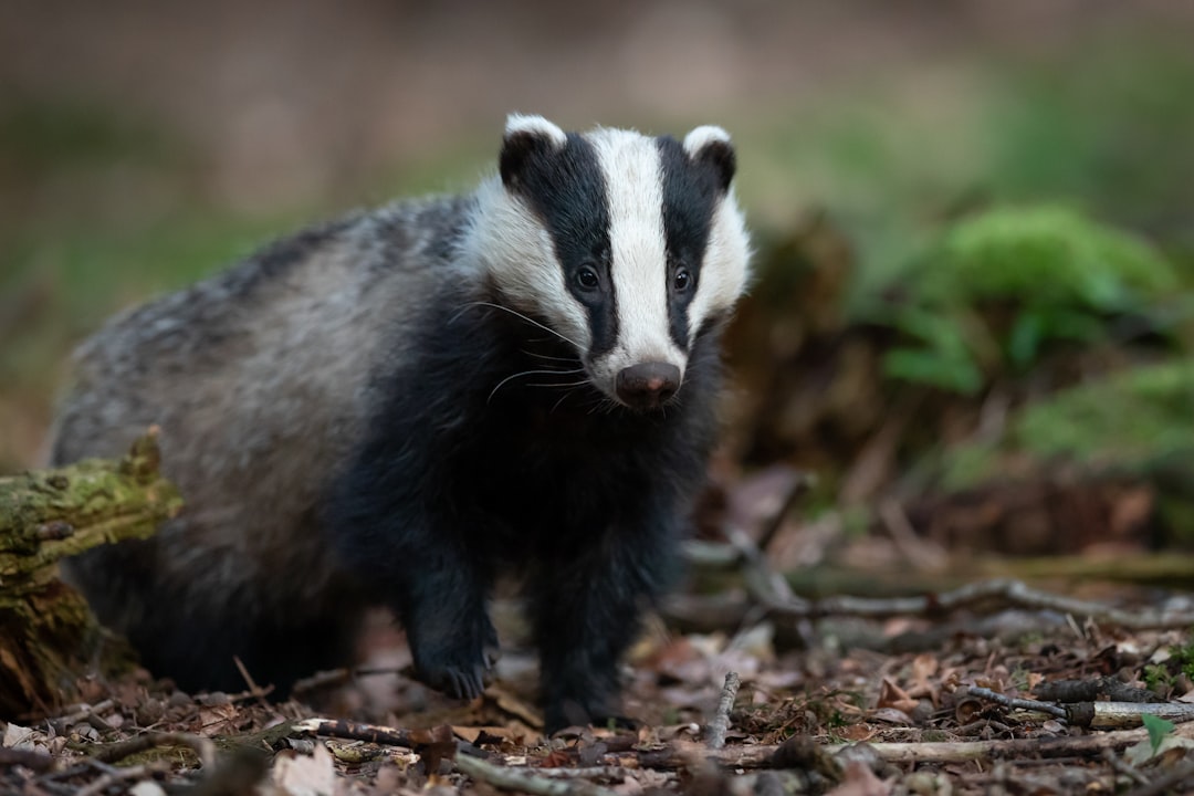 Which Animals See Humans as Predators?