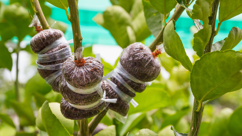 What To Know About Air Layering Your Indoor Plants