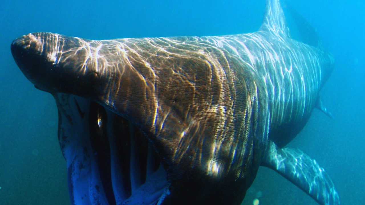10 largest fish species still swimming our seas, and where they roam