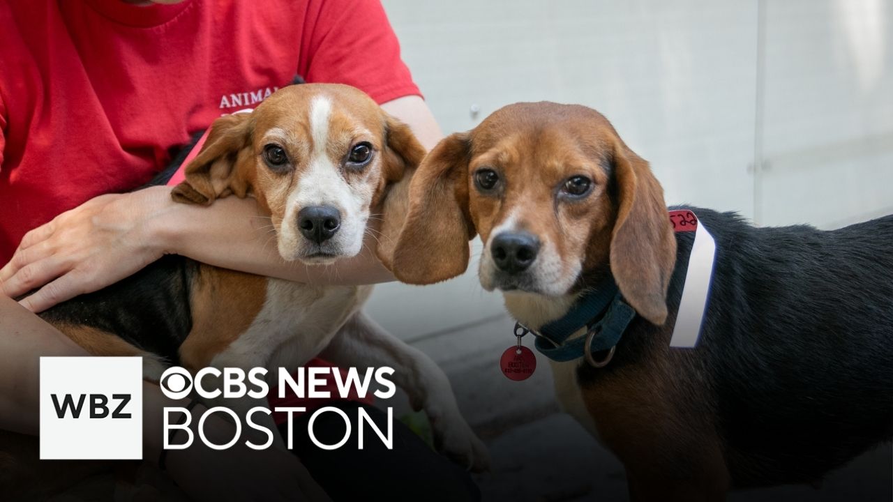 10 rescued beagles named after bagels will be available for adoption in ...