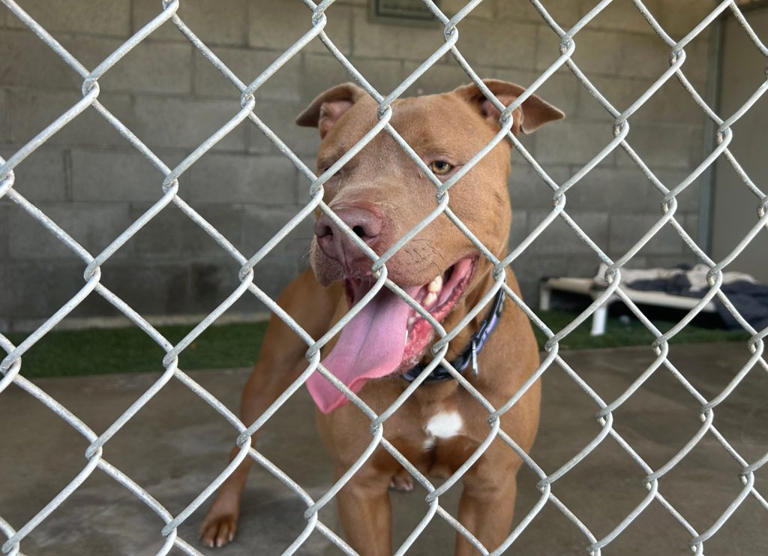 ‘Strep zoo' outbreak forces Stockton Animal Shelter to close for two weeks