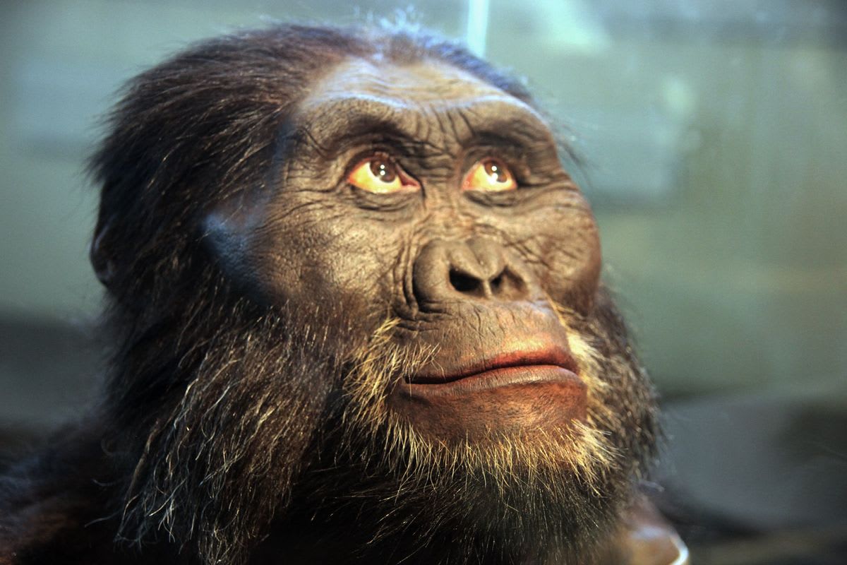 New Species Of Early Human Lived Alongside The Oldest Known Homo Over 2 ...