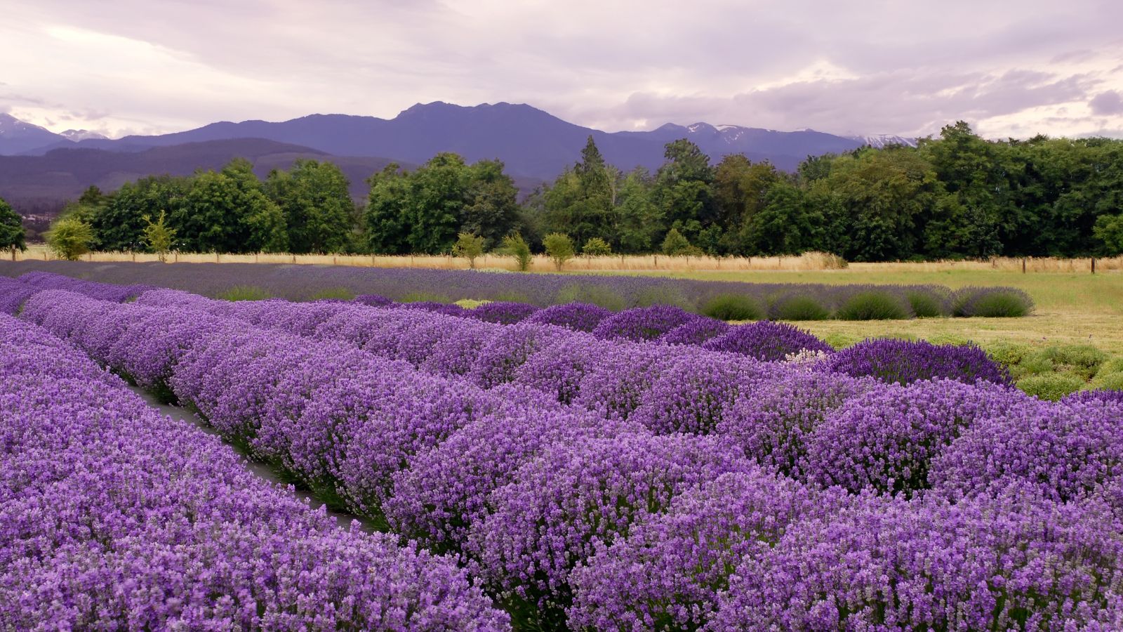 Washington’s purple season is almost over and you’ll wish you hadn’t ...