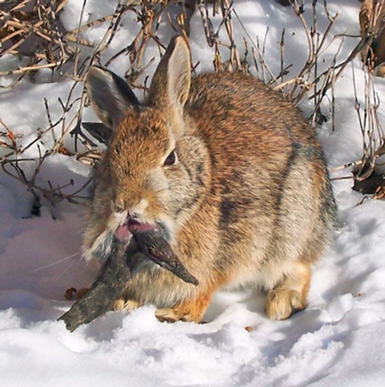 ‘Zombie’ Rabbits With Bizarre Horns Alarm, Confuse Colorado Residents
