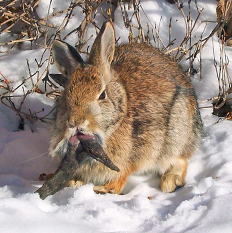 ‘Zombie’ Rabbits With Bizarre Horns Alarm, Confuse Colorado Residents