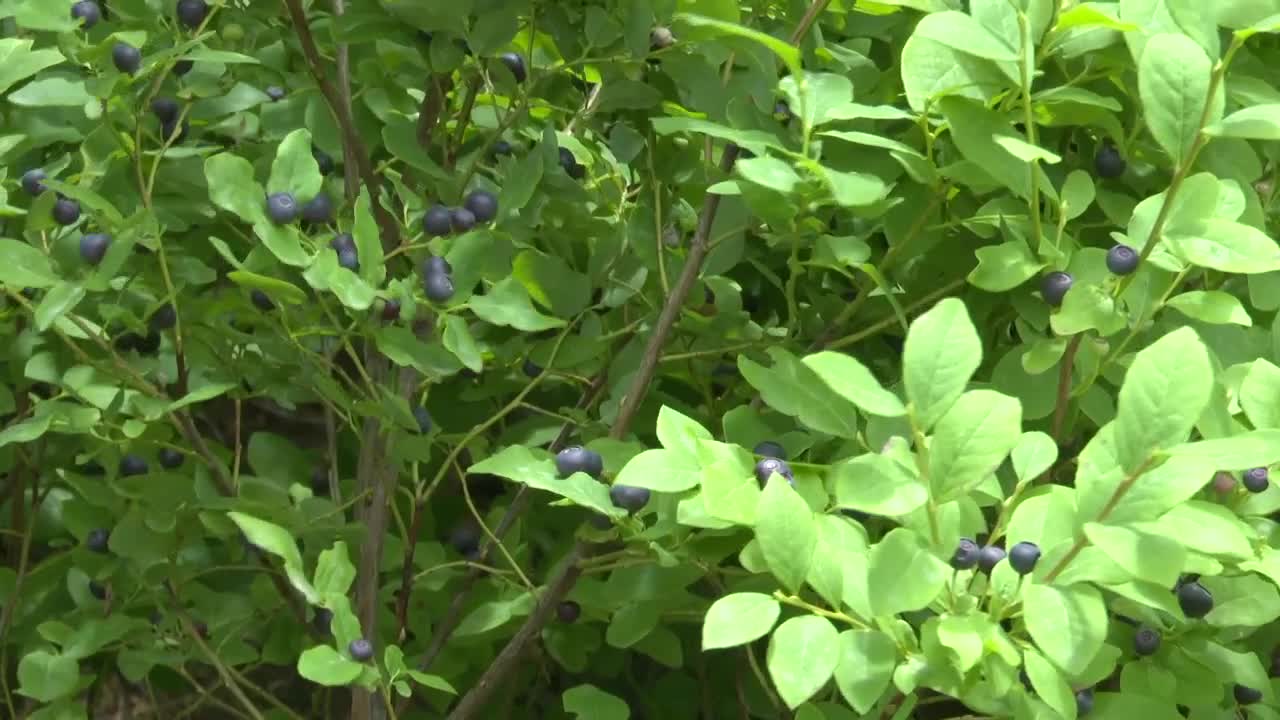 Picking and protecting prized huckleberries a way of life for Montanans