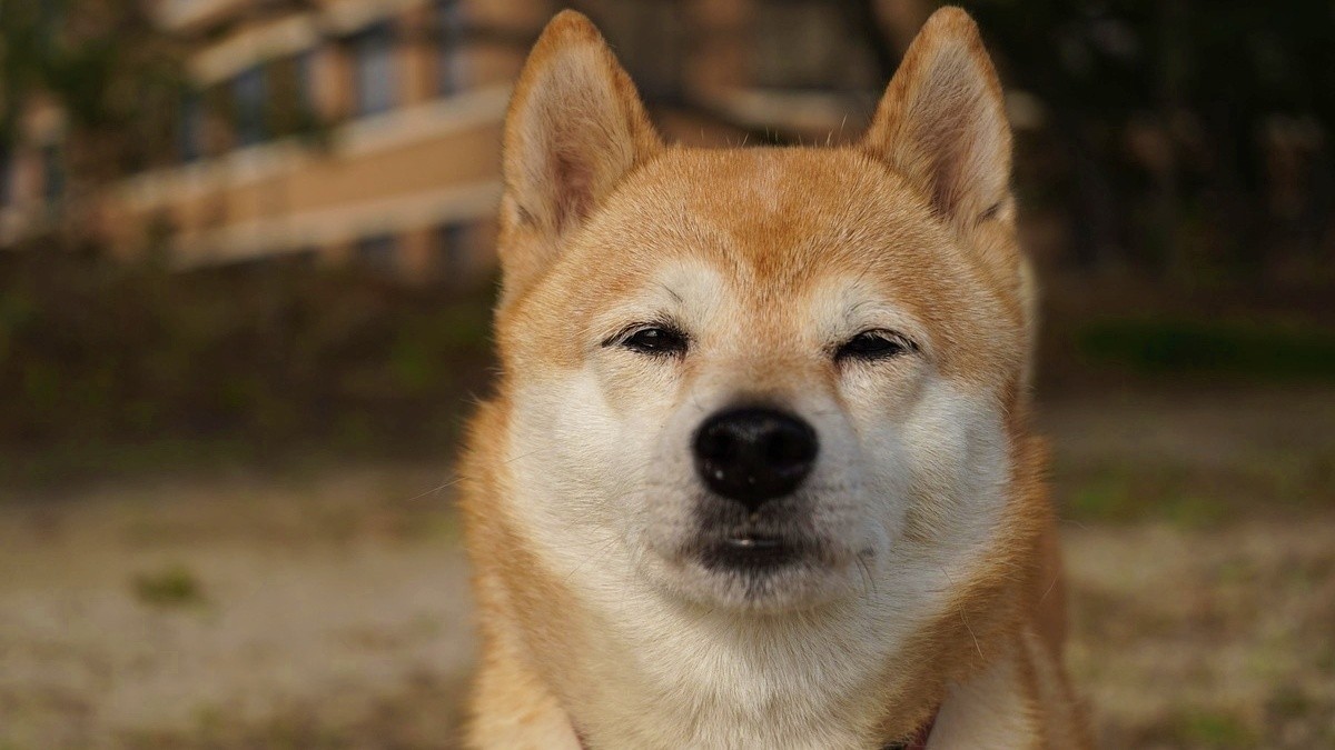 These 12 signs indicate that your dog isn't as happy with you as you think