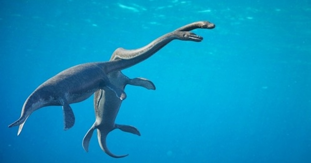 New Study Identifies Mysterious Fossils As The Elasmosaurus, An ...