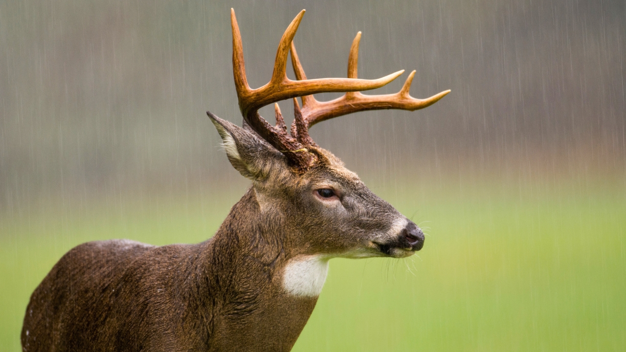 Why animals behave differently during hunting season