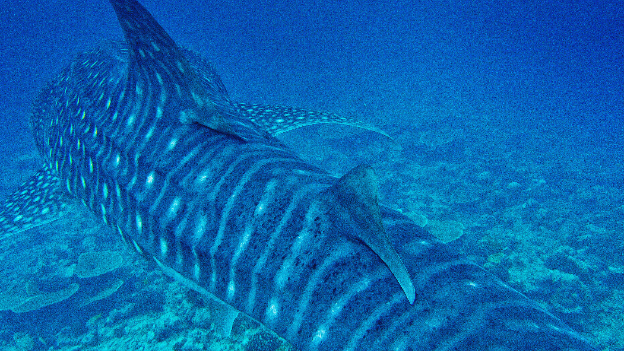 10 largest fish species still swimming our seas, and where they roam