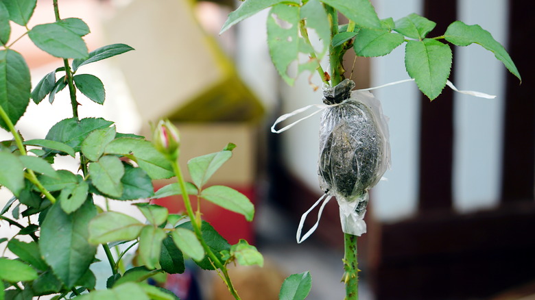 What To Know About Air Layering Your Indoor Plants