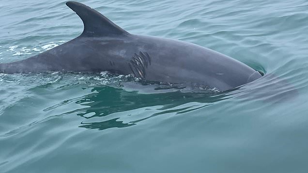 Marine experts issue worrying update about playful dolphin
