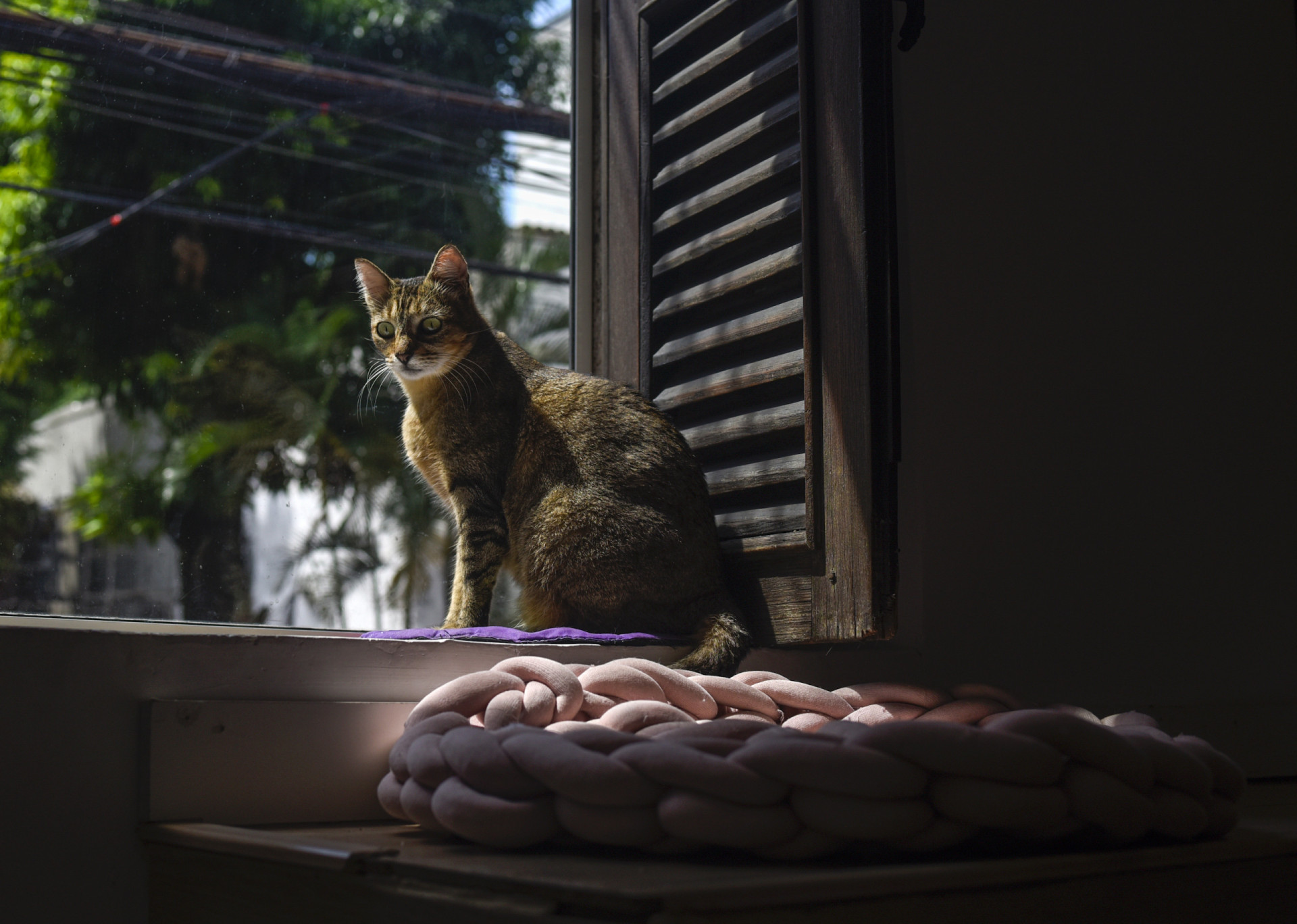 Countries with the largest cat populations