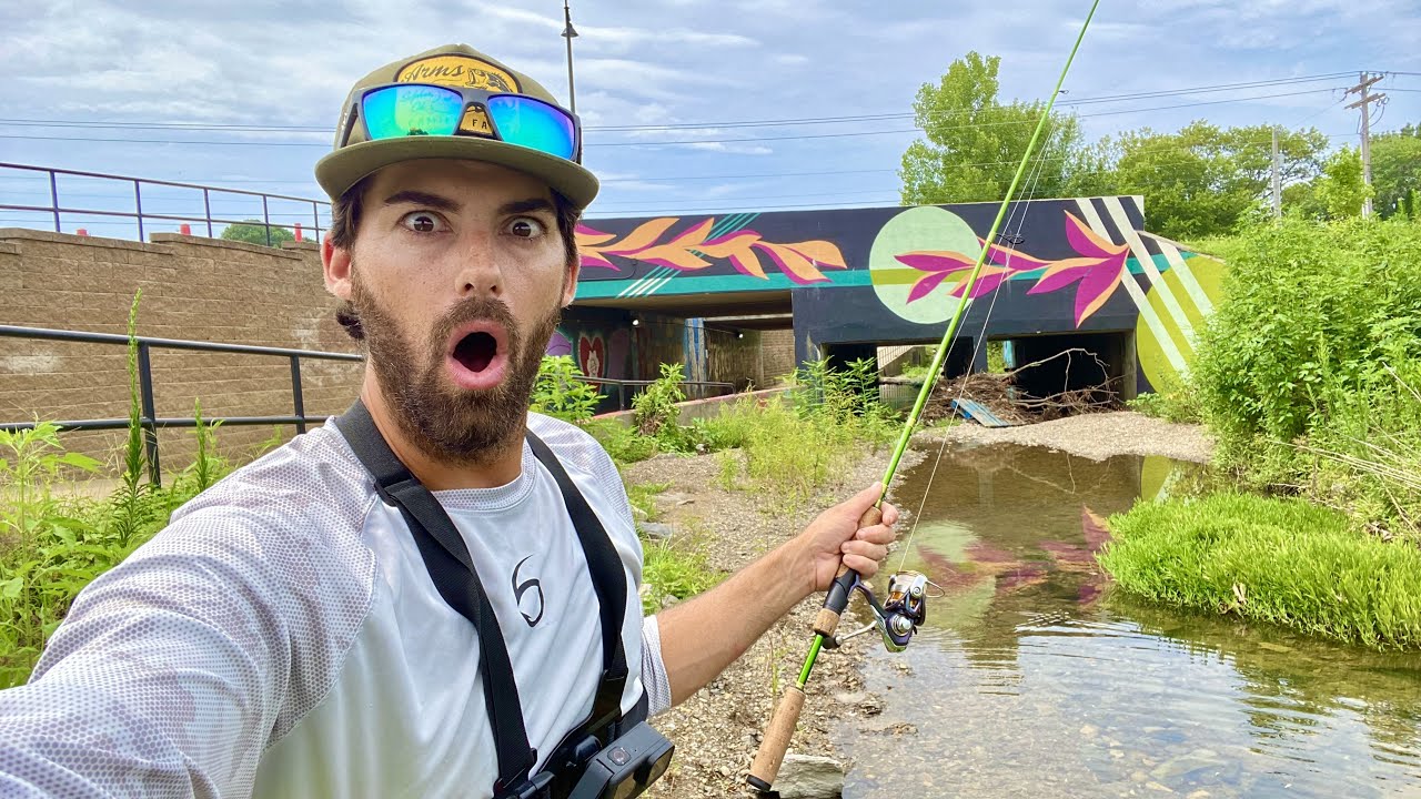 Surprising find in urban ditch reveals concrete jungle fish