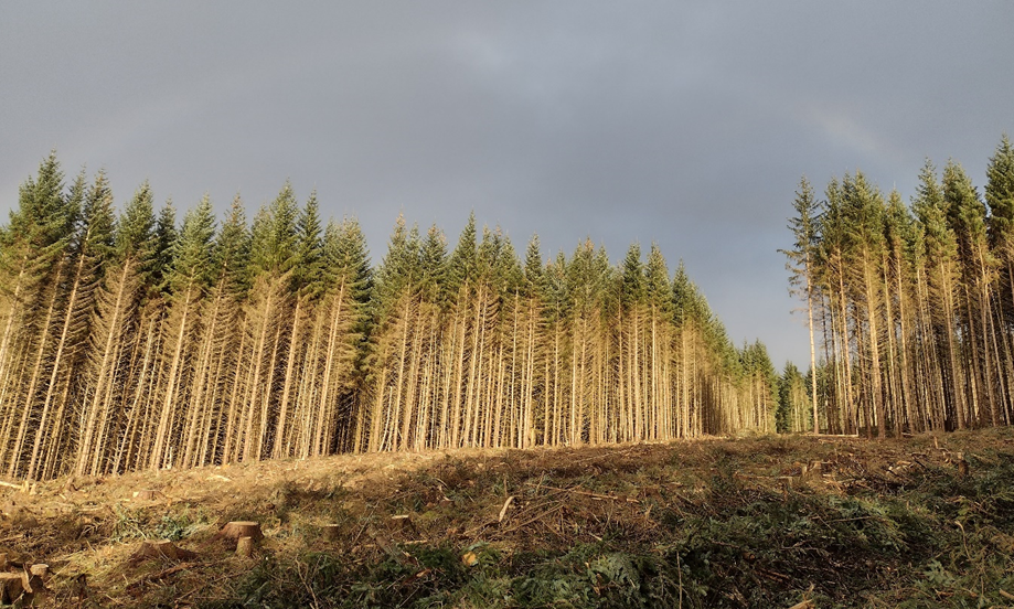 Scottish Forestry taken to court for fourth time in two years over ...