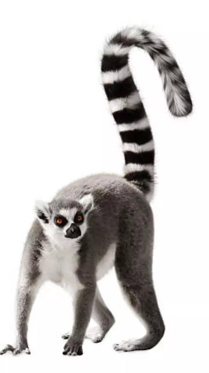 Love it or lose it: 8 animals and their ‘Tail-drama’