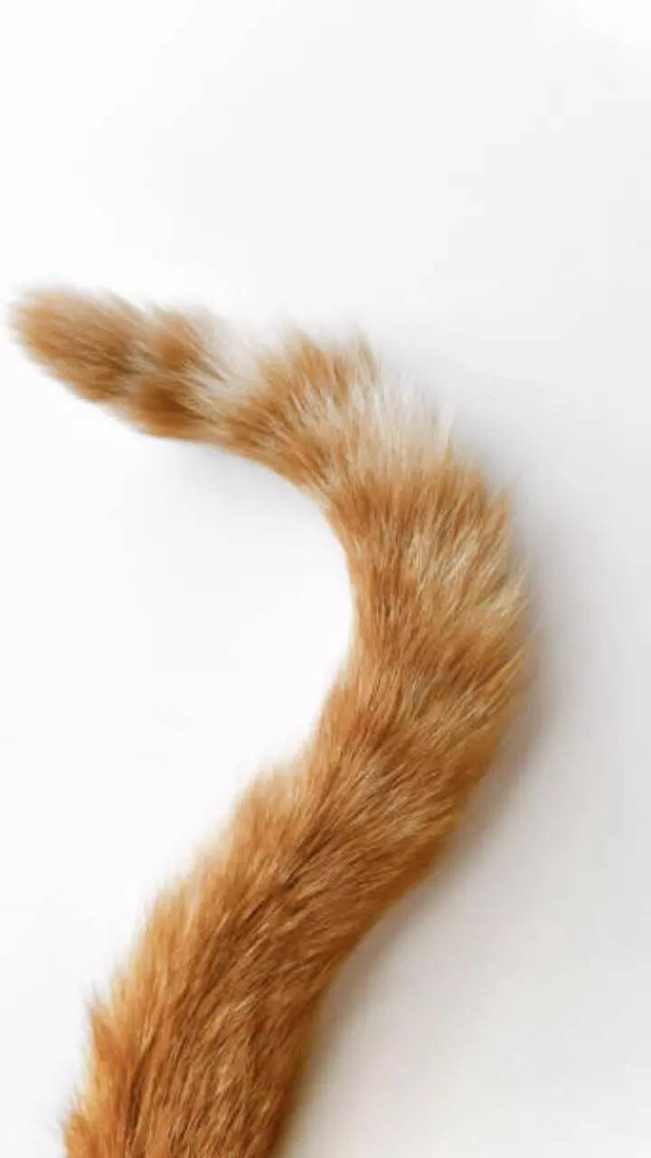 Love it or lose it: 8 animals and their ‘Tail-drama’