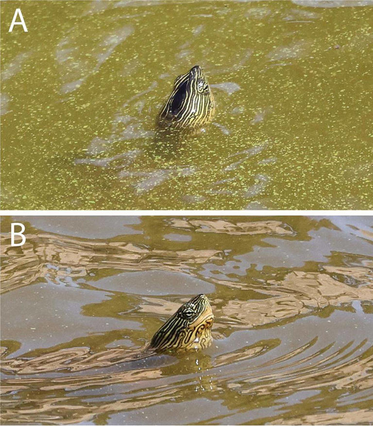 Invasive ‘stripe-necked' species found on Greek island for first time ...