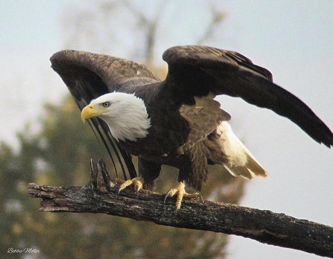 20 Stunning and Inspiring Bald Eagle Pictures