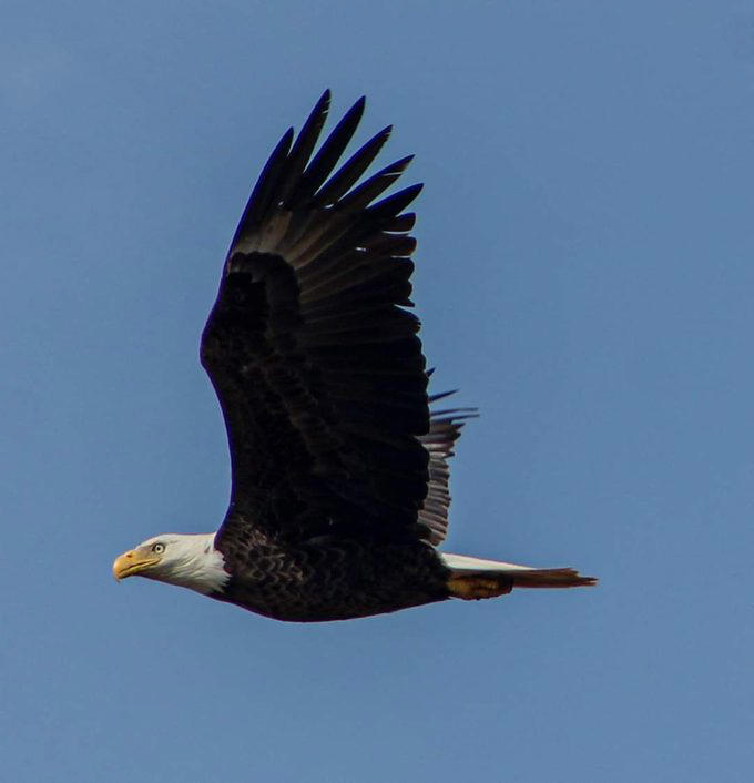 20 Stunning and Inspiring Bald Eagle Pictures