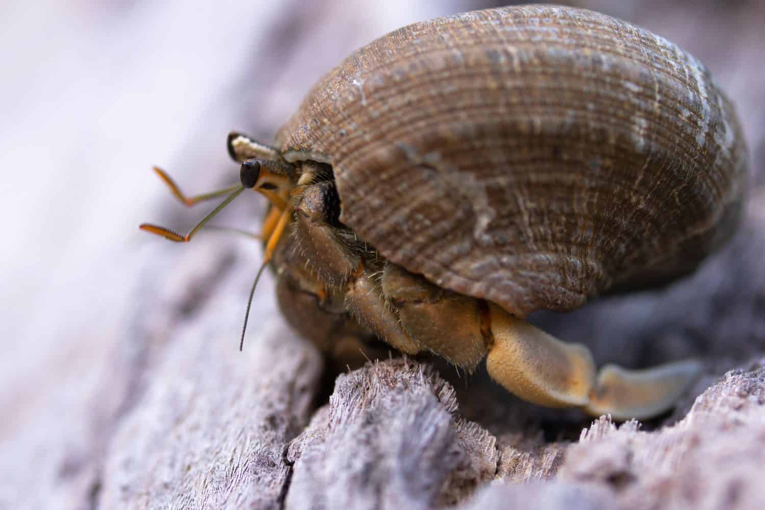 9 Common Creatures Found in Tide Pools