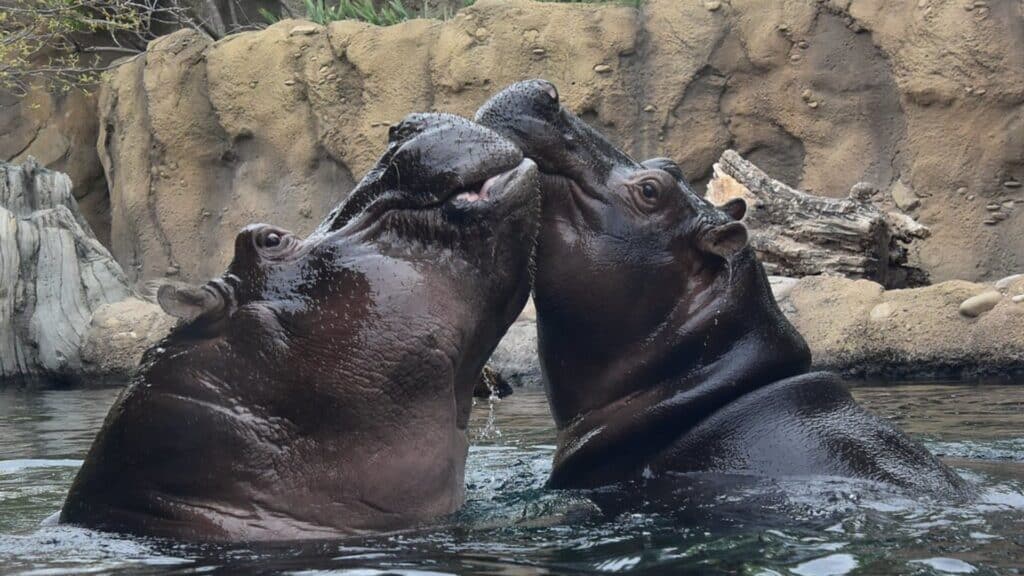 U.S. zoos with exhibits older than your great-grandparents