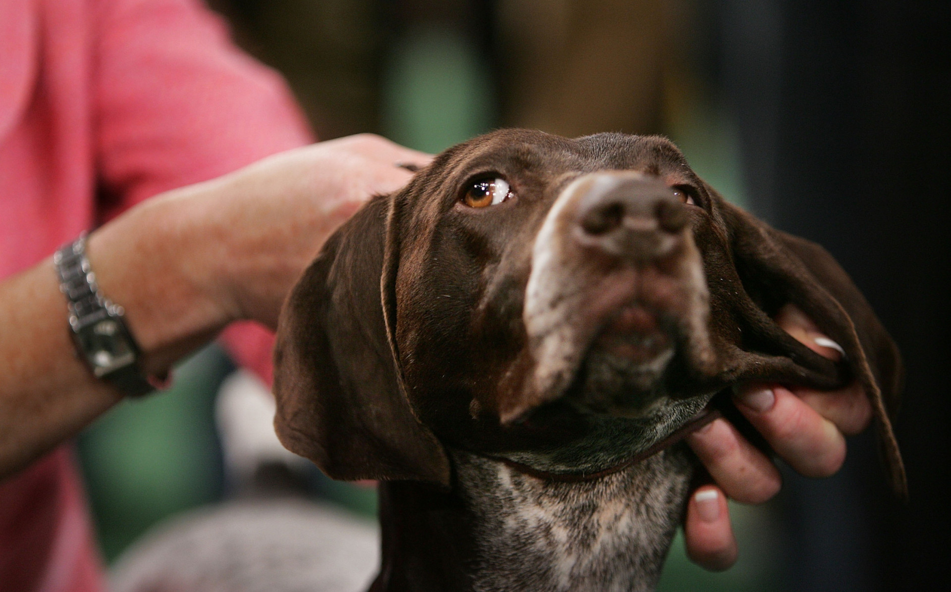 The most common mistakes dog owners make